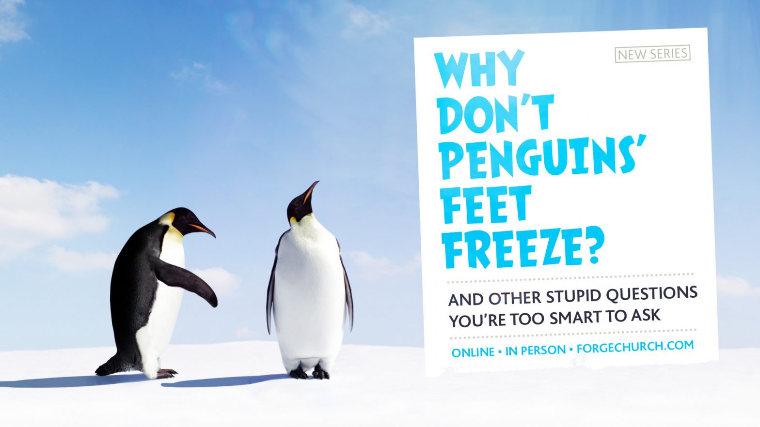 Why Do Penguins Feet Freeze Forge Community Church